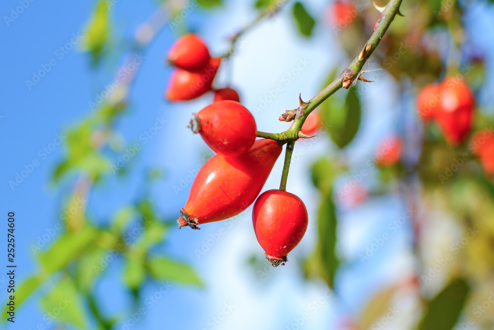 Branch of rose-hips or wild rose berries on the background of bright ...