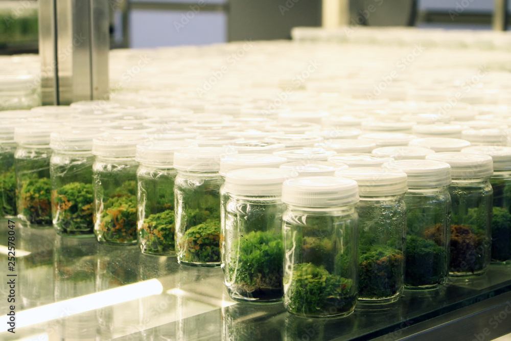 Plant in glass bottles collection on shelve of biotechnology laboratory ...