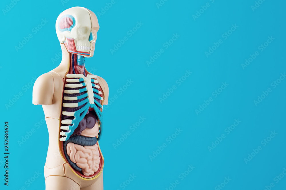 Anatomical model of human body with internal organs on a blue ...