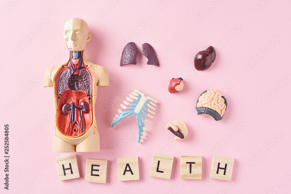 Human anatomy mannequin with internal organs and word HEALTH on a pink ...