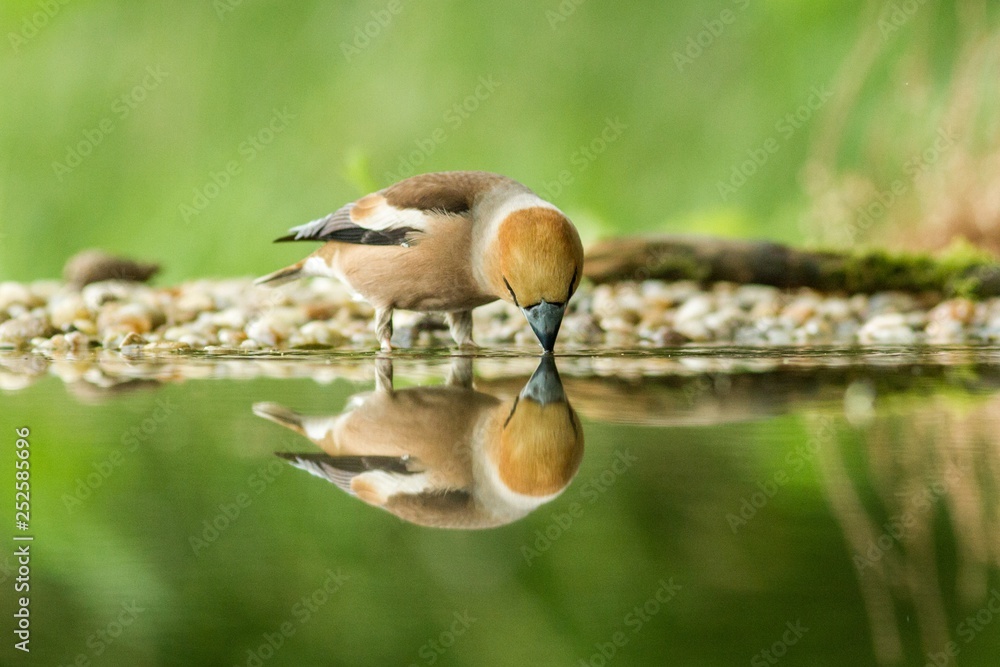 Hawfinch sitting on lichen shore of water pond in forest with beautiful ...