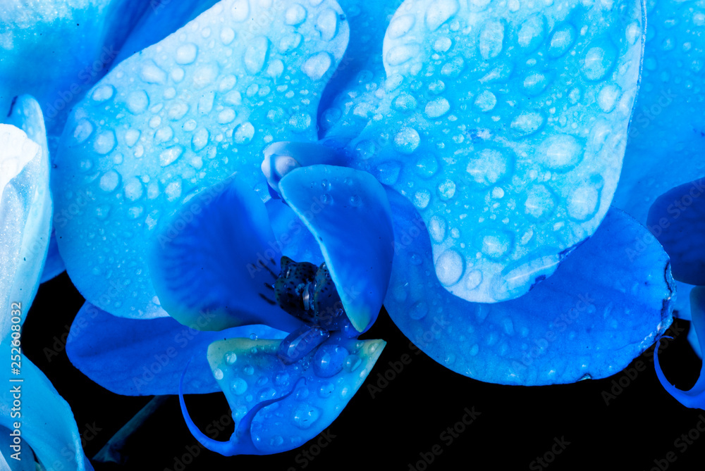 Macro capture of a blooming blue Phalaenopsis Orchid flower with the ...