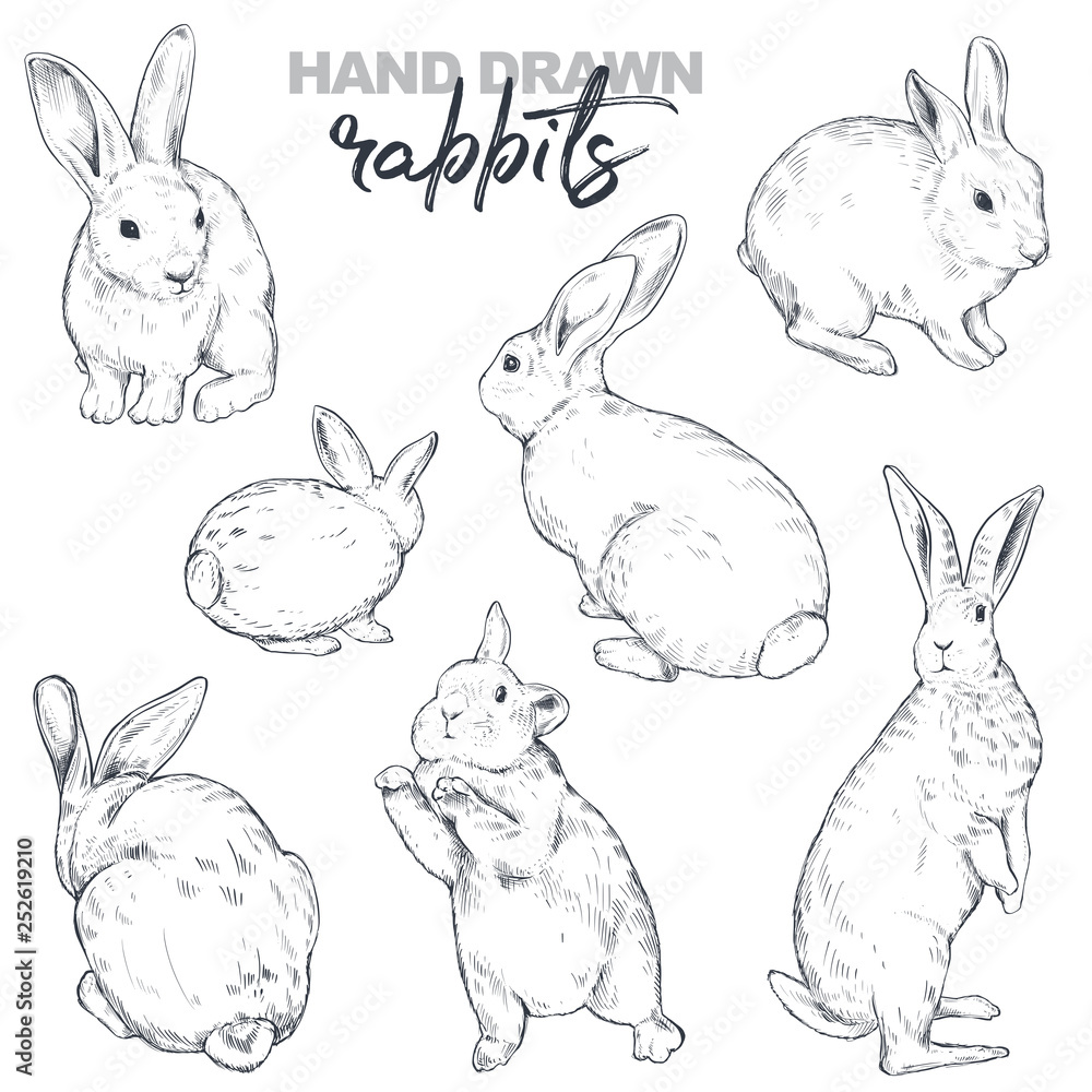 Vector collection of hand drawn realistic sketch rabbits. Stock Vector ...