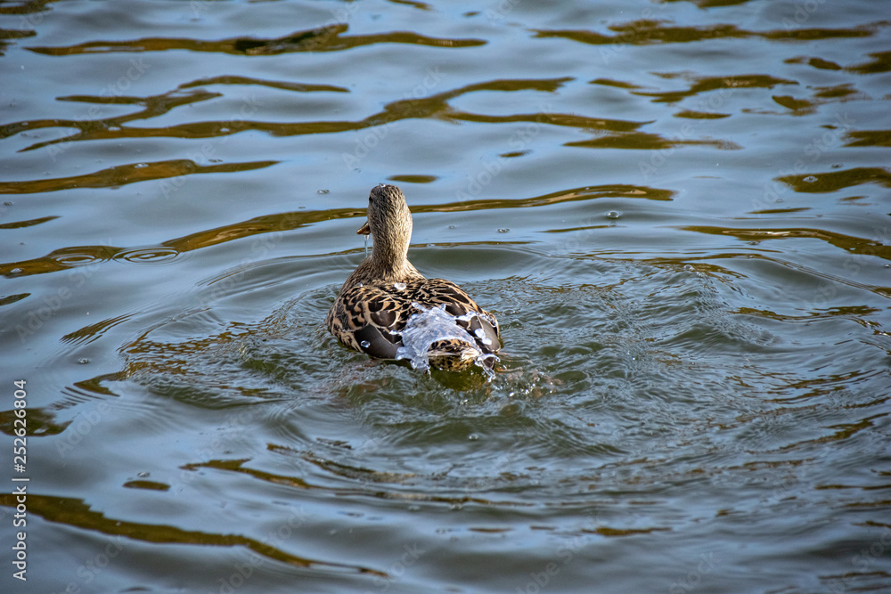 Water Off A Ducks Back Female Mallard Duck Surfaced From A Dive With