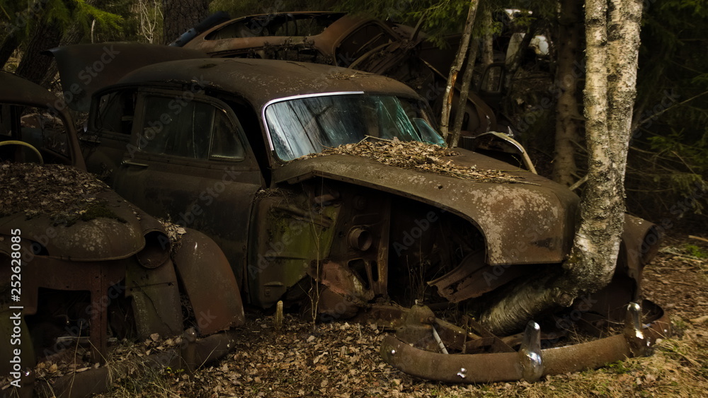 A veteran car with a birch tree growing in front of the car in vintage ...