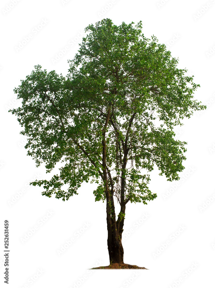Tree isolated on white background with clipping paths Stock Photo ...