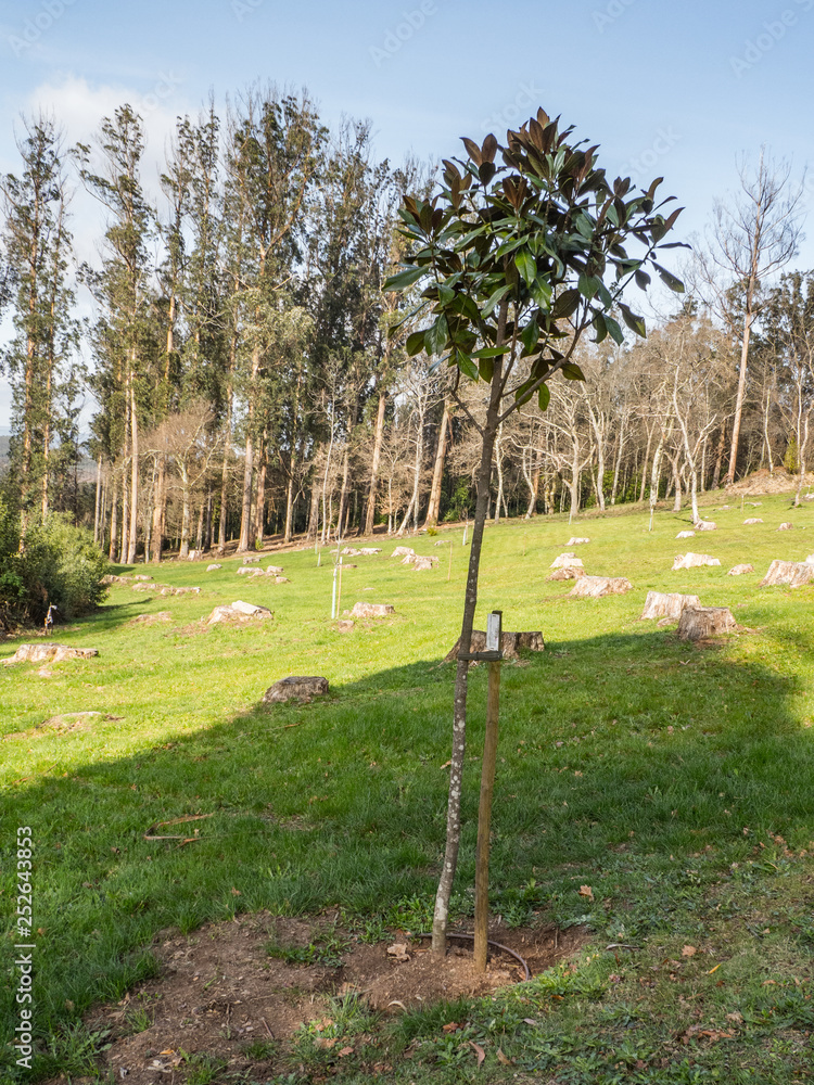 Magnolia grandiflora sapling in a forest in proccess of reforesting ...