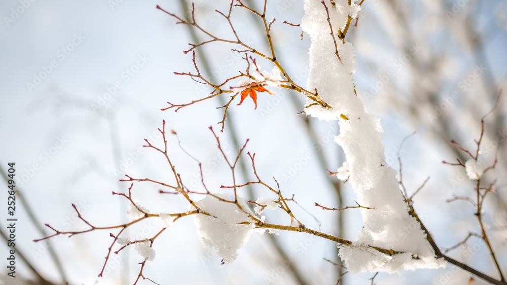 One, single red maple leaf hanging on a twig blanketed in snow, during ...