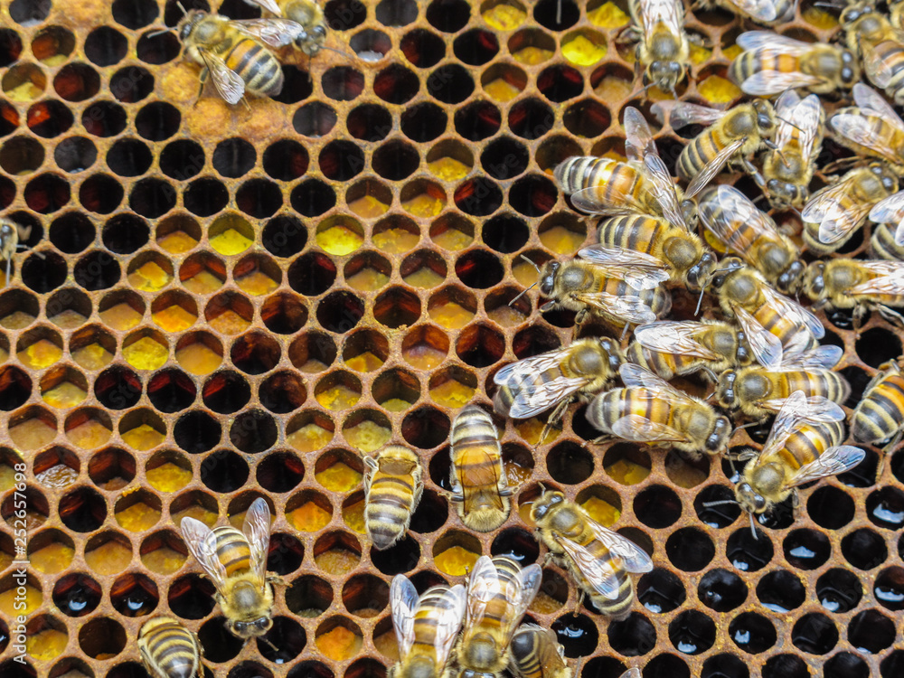 Bees on a wax frame with multicolored pollen stored in the frame cells ...