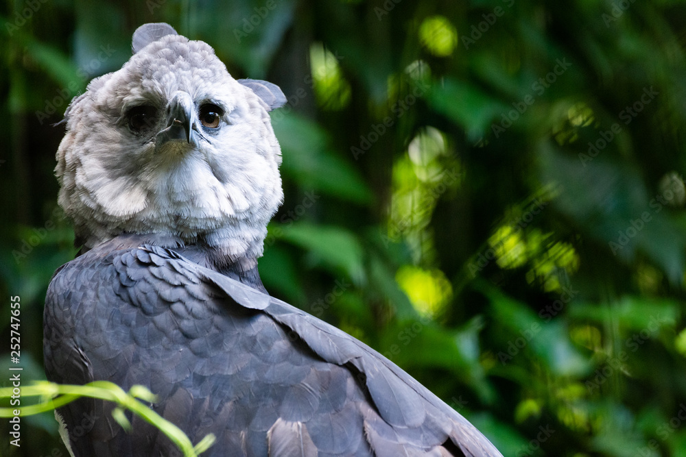 The Harpy Eagle (Harpia harpyja)with green nature bokeh as background ...