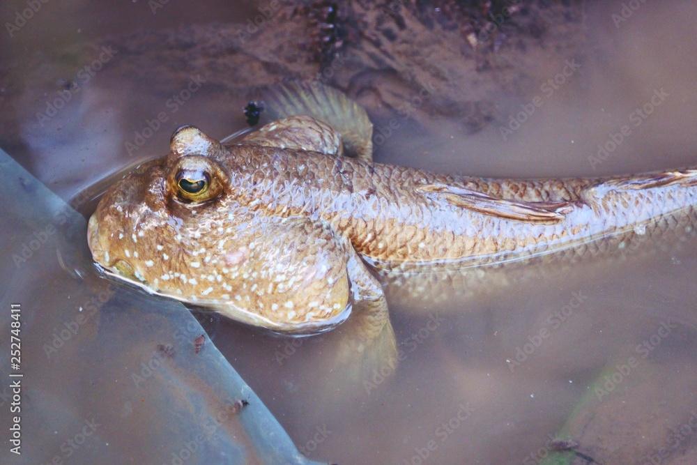 Mudskipper fish, Amphibious fish, on the mud beach close up Stock Photo ...