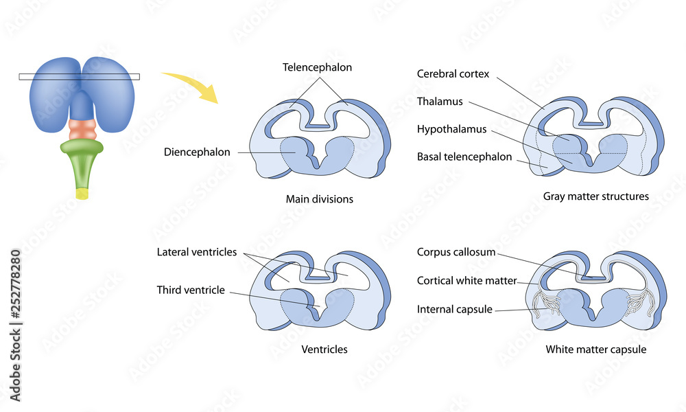 Vektorová grafika „anatomy of the Central nervous system. Formation of ...