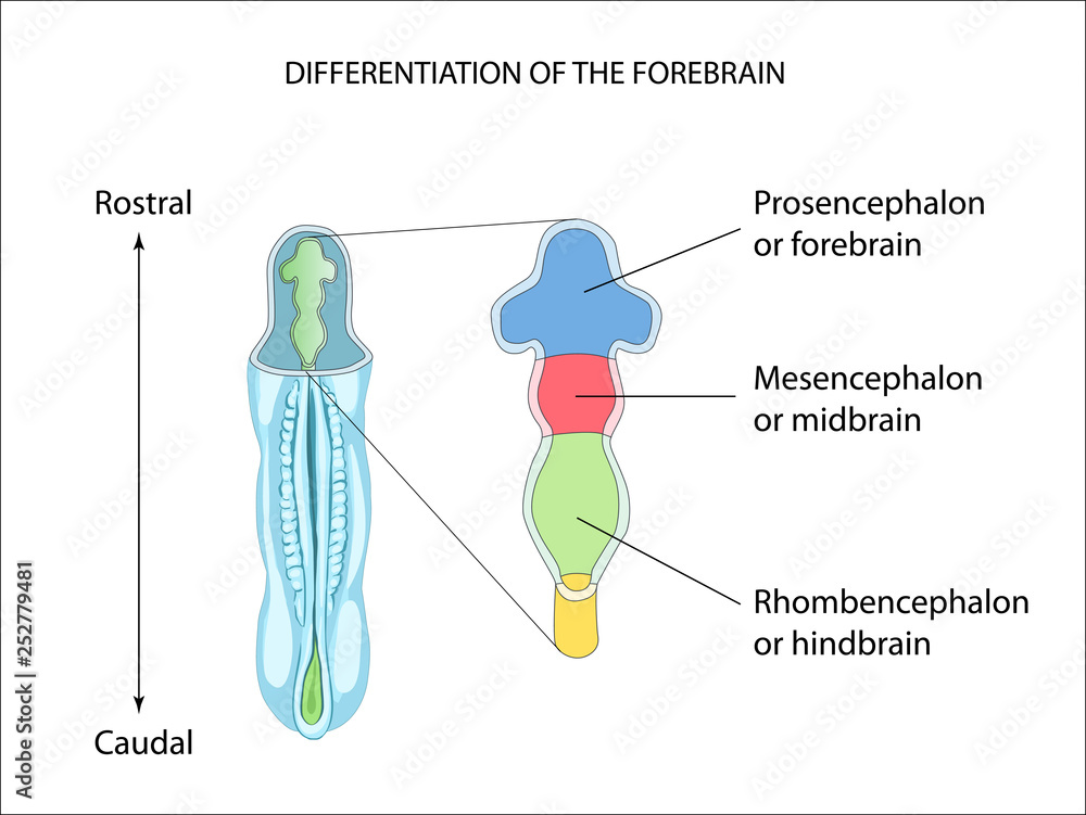 Differentiation of the Forebrain. Neural tube formation. Anatomy of the ...