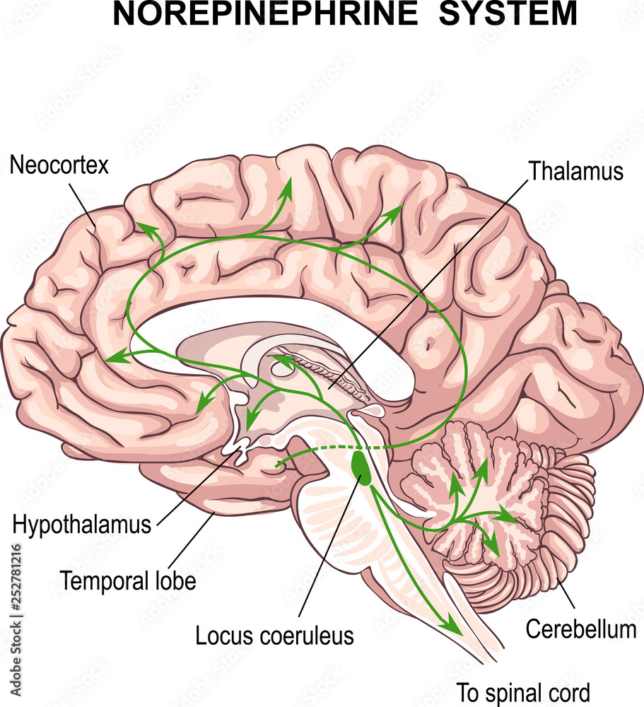 Norepinephrine system. noradrenaline. the regulation of blood pressure ...