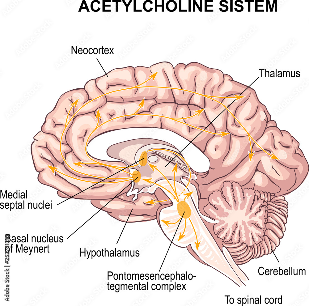 Acetylcholine system. transmitter of nerve excitation. The cholinergic ...