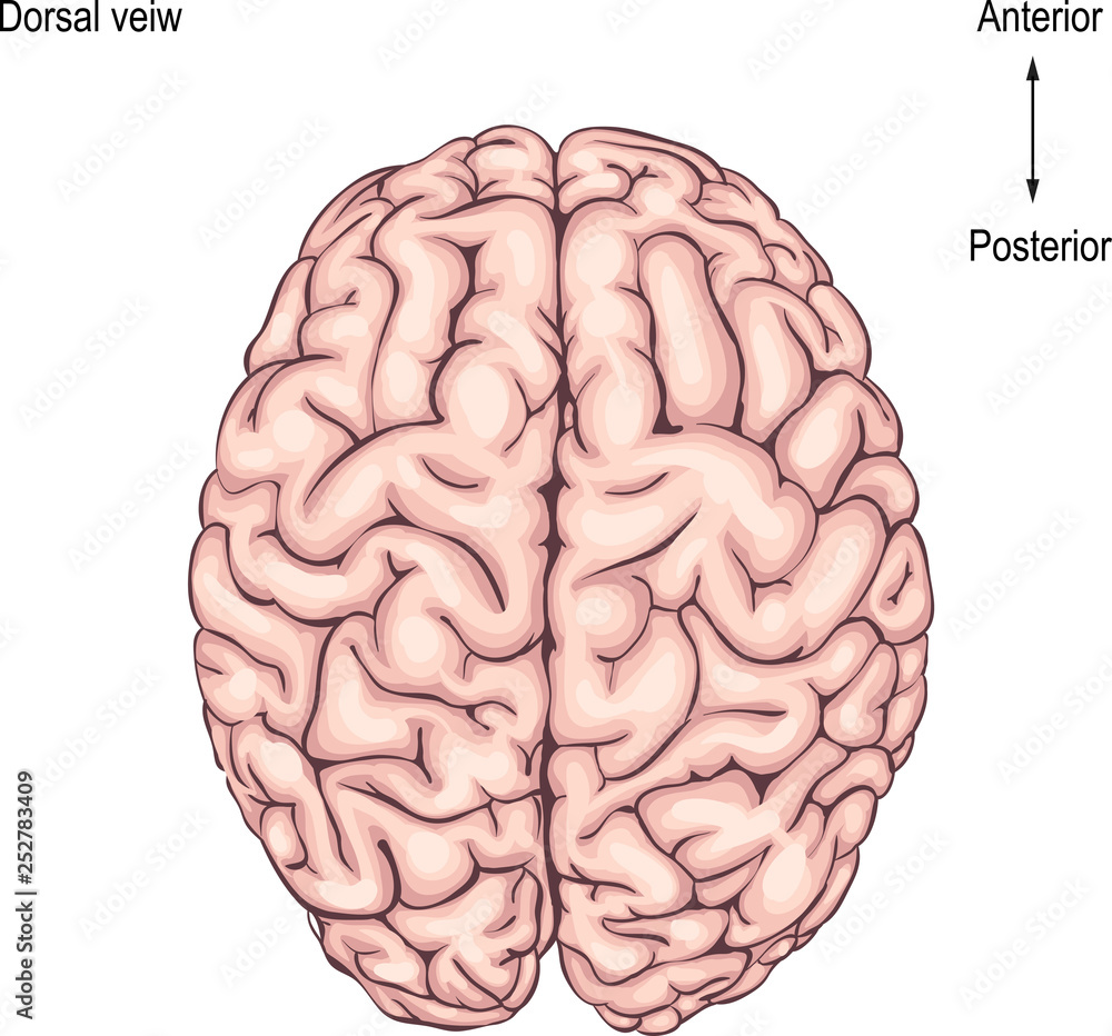Dorsal View Of Brain