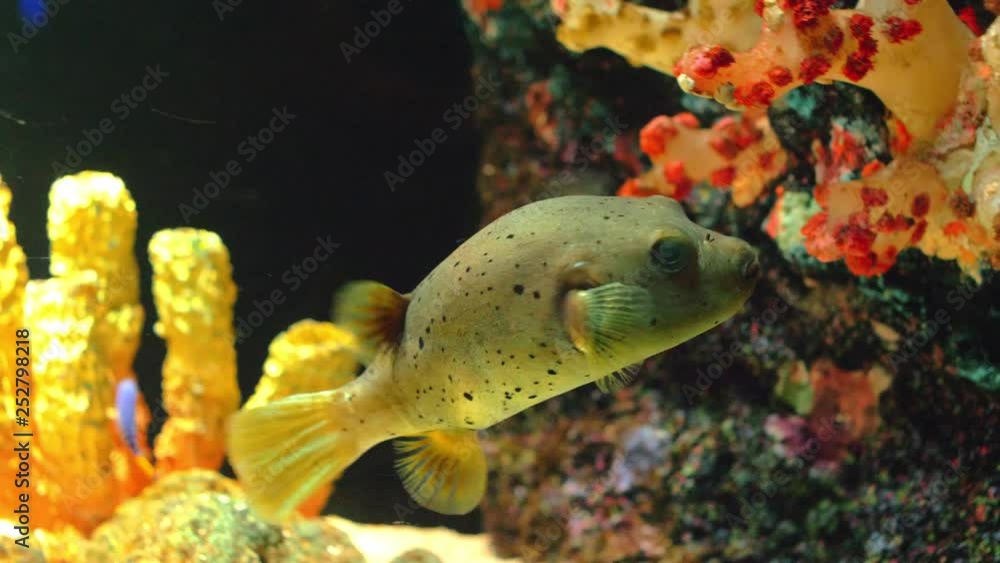 Close-up of a small cute fish moving with fins swims in an aquarium or ...