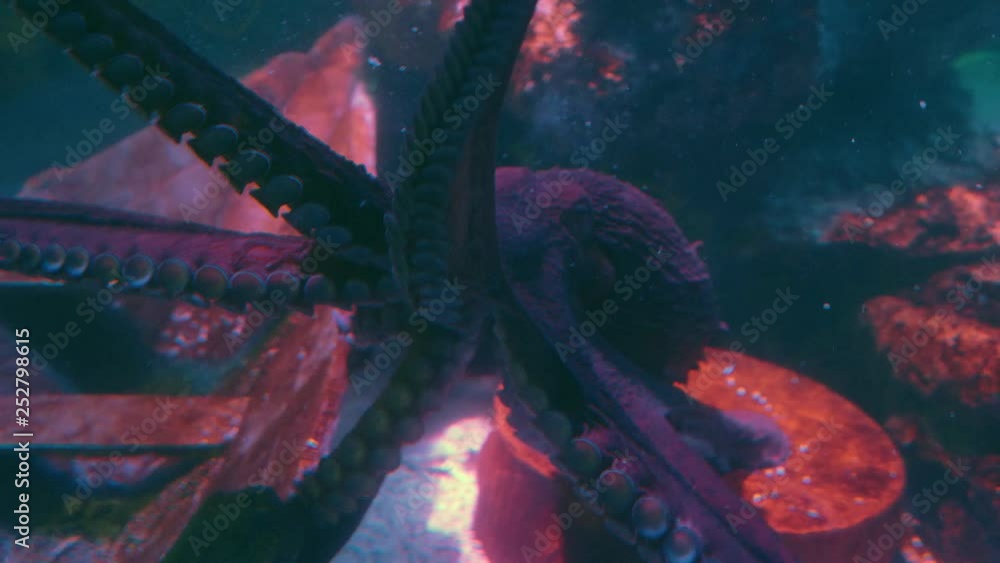 Close-up of a large octopus swimming at the bottom of a large aquarium ...