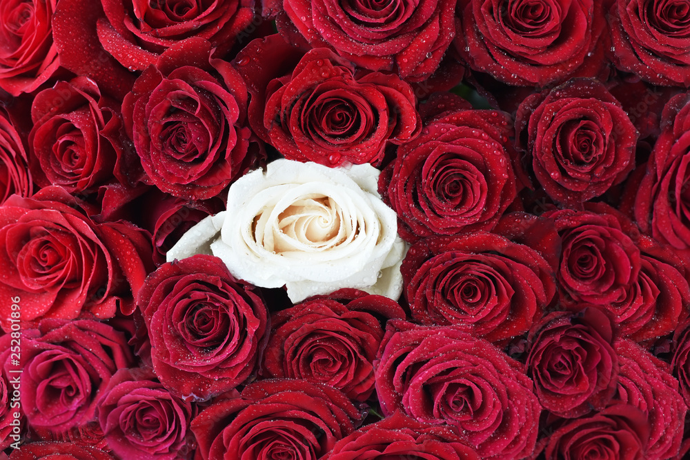 White And Red Rose Wallpaper
