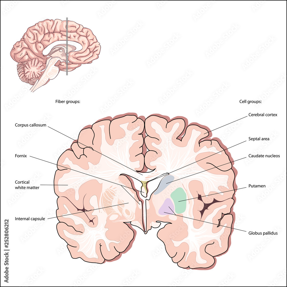 Selected Cell and Fiber Groups. structures of the forebrain ...