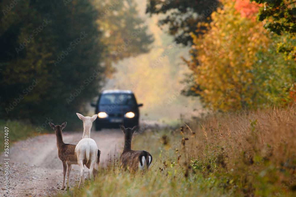 Foto de Wild Animals on the Road do Stock | Adobe Stock
