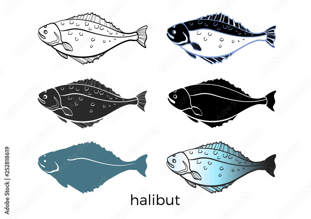 Set of sea fish on white background. Halibut. Vector shape. Stock ...