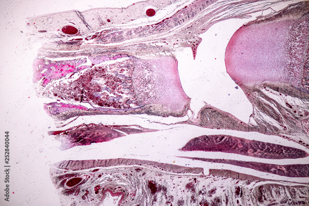 Study Histology of human, tissue bone under the microscopic in ...