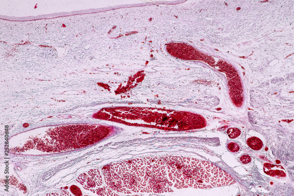 Study Histology of human, tissue bone under the microscopic in ...