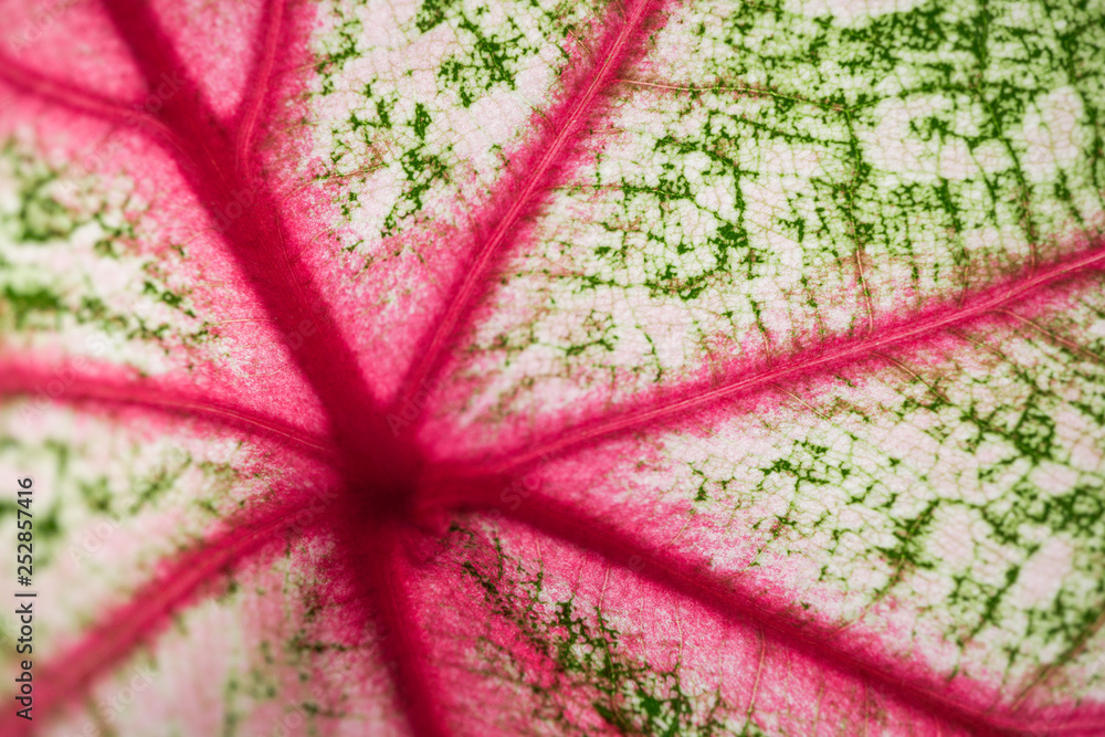Caladium bicolor with pink leaf and green veins (Florida Sweetheart ...