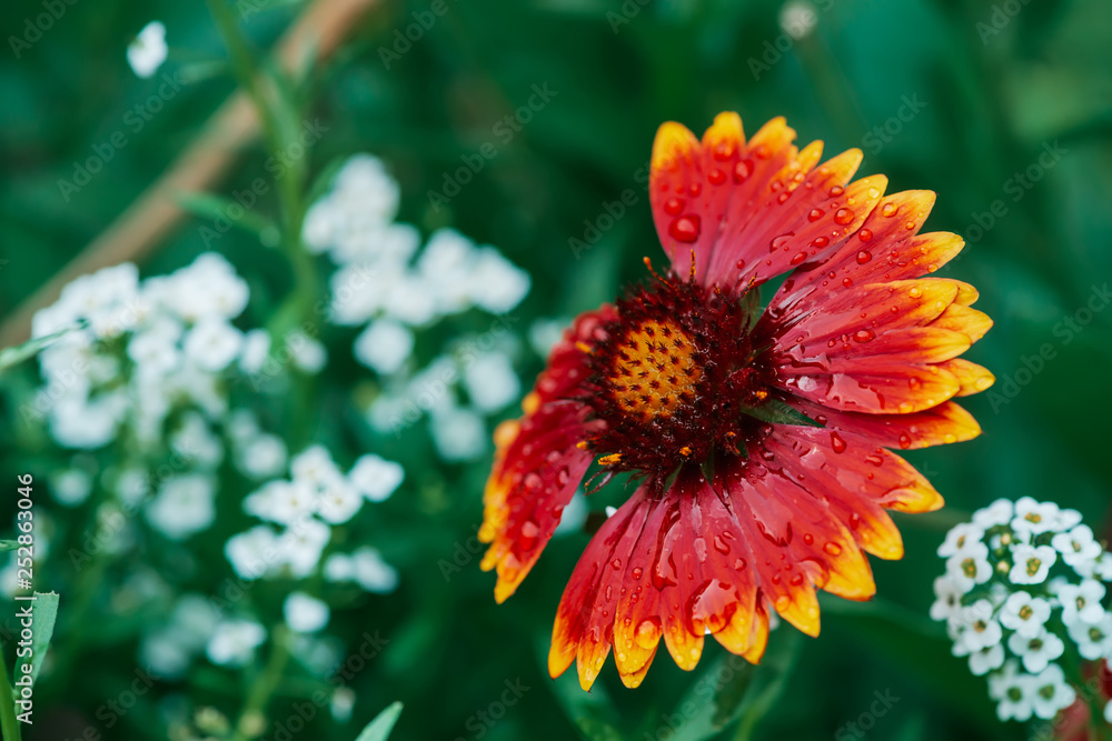Wet Flower Close Ups
