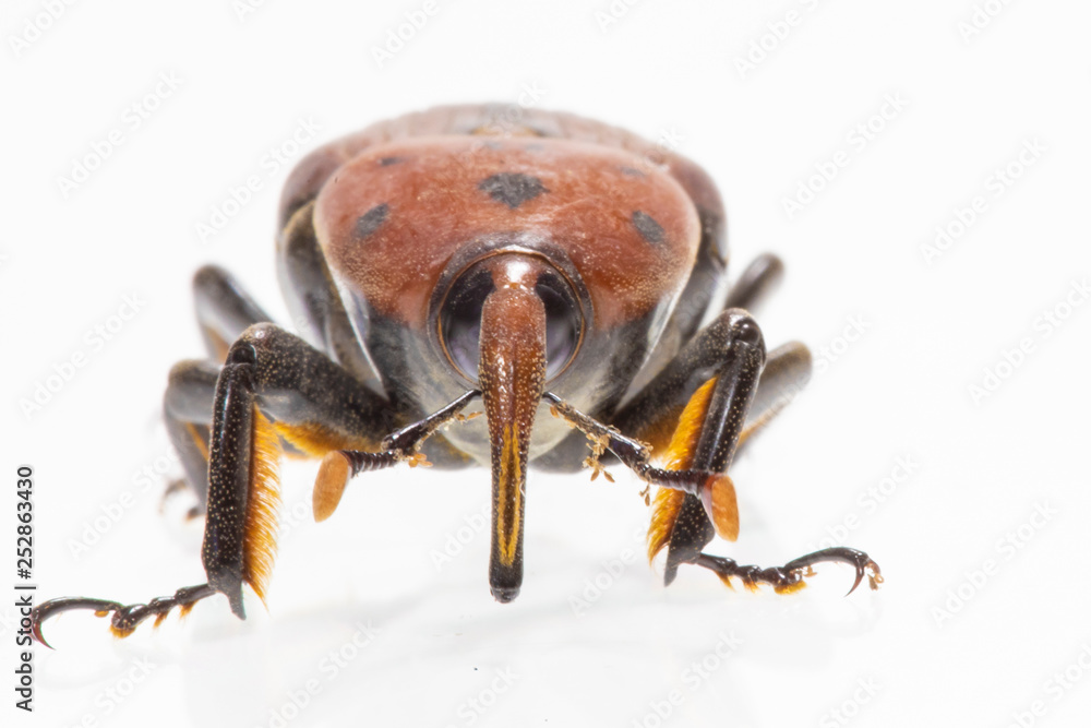 Photo & Art Print The palm weevil Rhynchophorus ferrugineus is one of ...