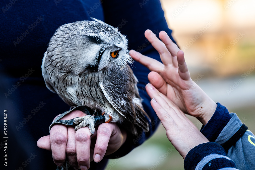 Hibou petit-duc à face blanche dans les mains de son fauconnier Stock ...