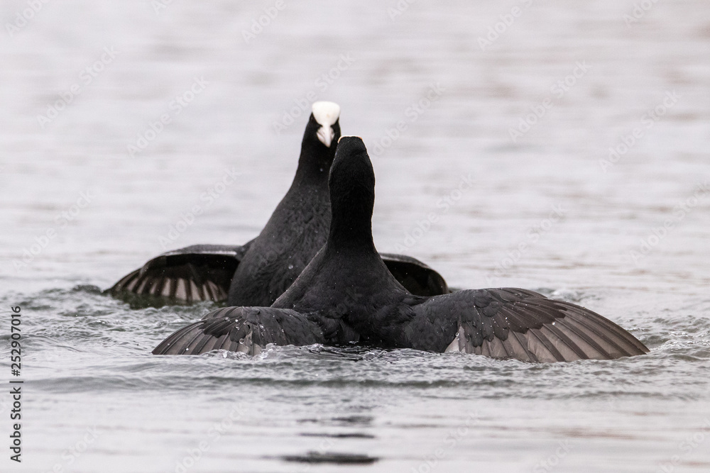 Two birds fighting on the water. A beautiful spray of flying in ...