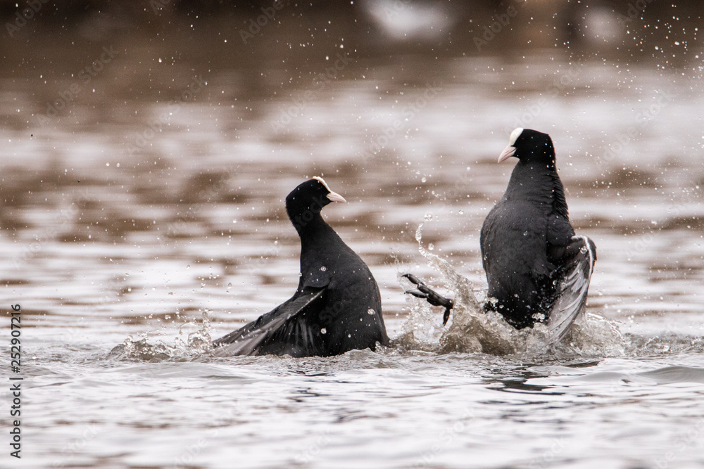 Two birds fighting on the water. A beautiful spray of flying in ...