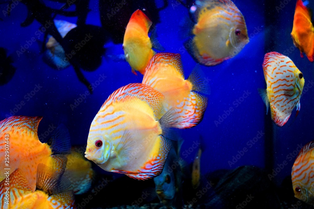 Symphysodon have a laterally compressed body shape,extended finnage is ...
