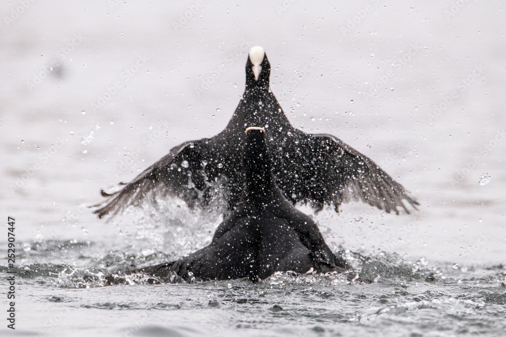 Two birds fighting on the water. A beautiful spray of flying in ...