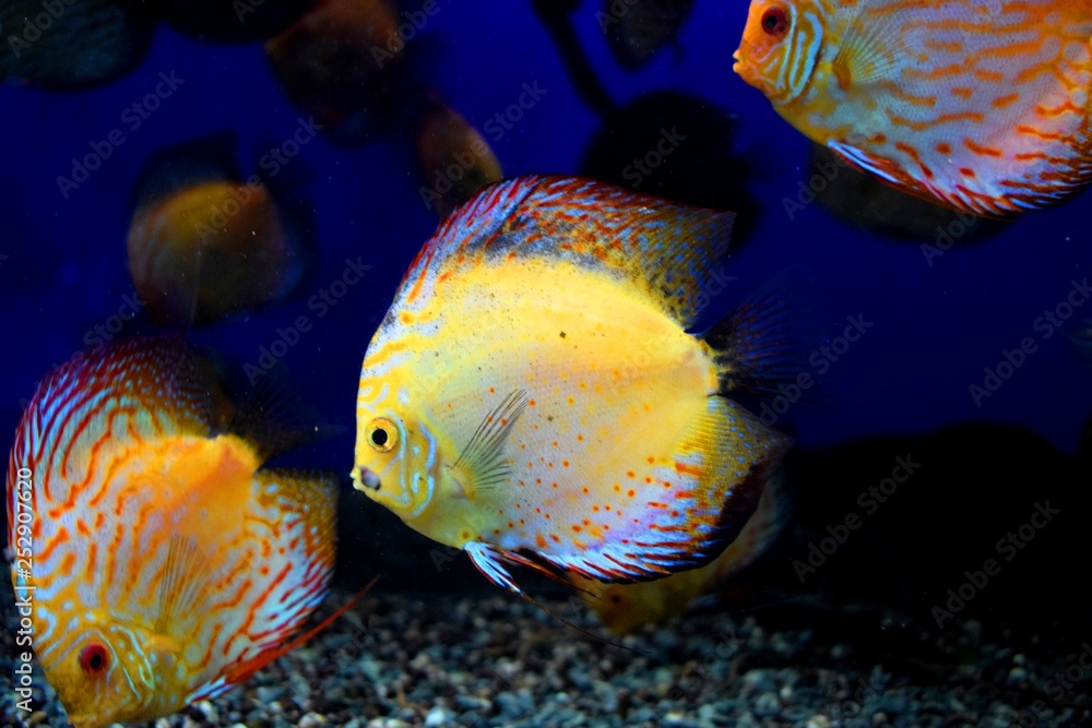 Symphysodon have a laterally compressed body shape,extended finnage is ...