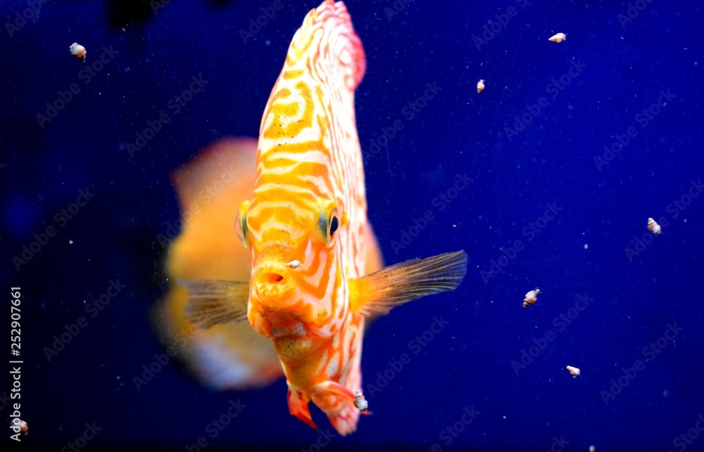 Symphysodon have a laterally compressed body shape,extended finnage is ...