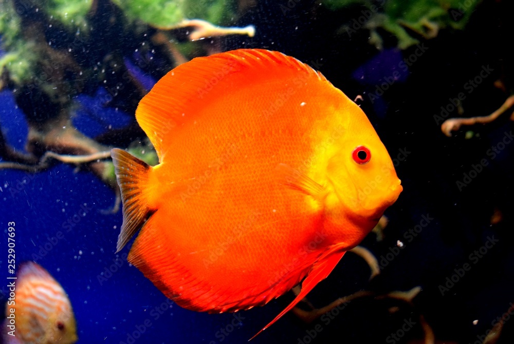 Symphysodon have a laterally compressed body shape,extended finnage is ...