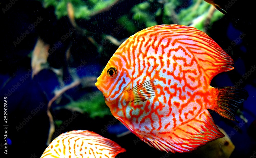 Symphysodon have a laterally compressed body shape,extended finnage is ...