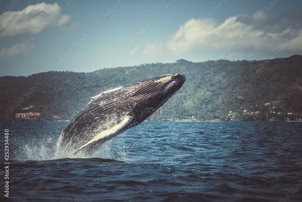 The humpback whale photographed in the waters of Samana peninsula ...
