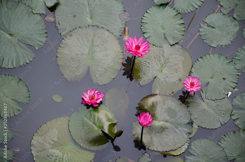 Four Pink water Lillys from top view Stock Photo | Adobe Stock