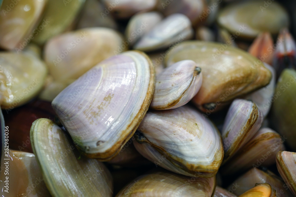 Fresh pipi shell (Paphies australis) for sale at a fish market in ...