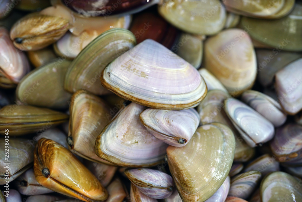 Fresh pipi shell (Paphies australis) for sale at a fish market in ...