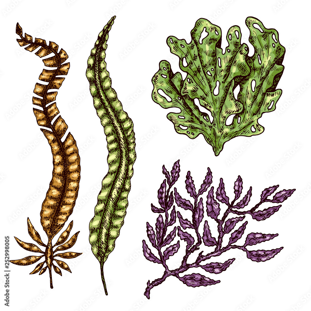 Seaweed isolated vector color sketch icon. Underwater flora, sea water ...