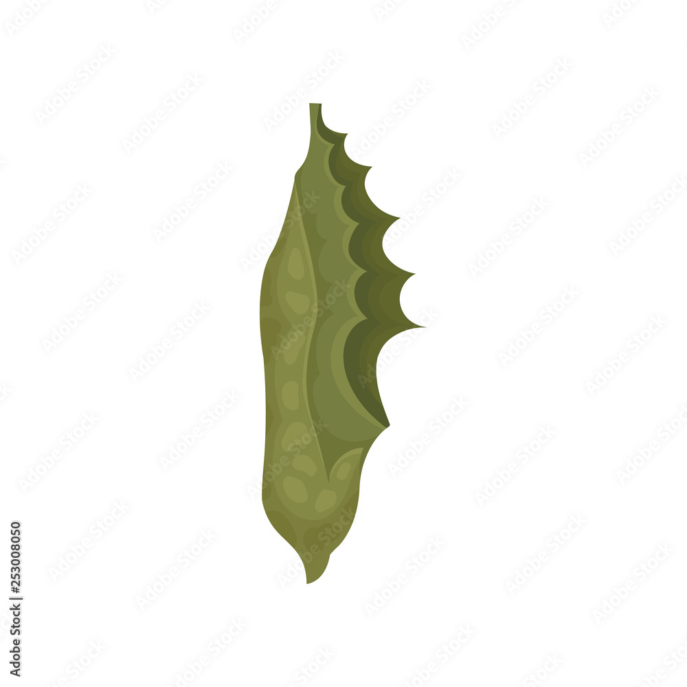 Flat vector of green butterfly pupa. Stage of butterfly life cycle ...