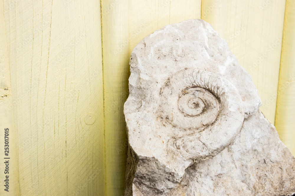 Extinct fossilized prehistoric spiral snail(Ammonites or Ammonoidea) in ...