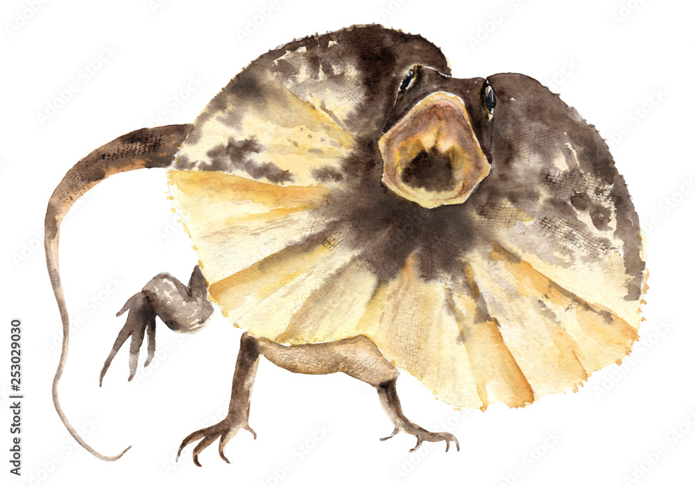 watercolor drawing of an animal - Frill lizard, Chlamydosaurus kingii ...