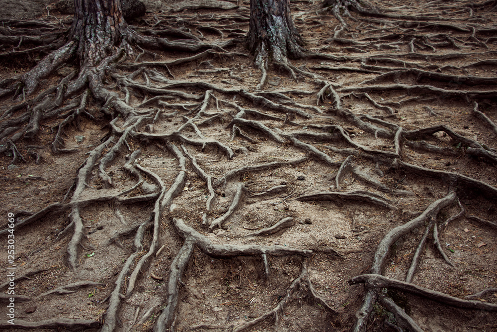 Wonders of nature. Root system of old trees over the entire surface of ...