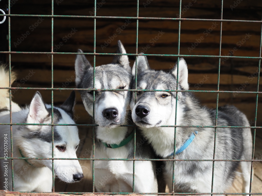 husky peeking out from behind the iron bars of the fence clinging to ...